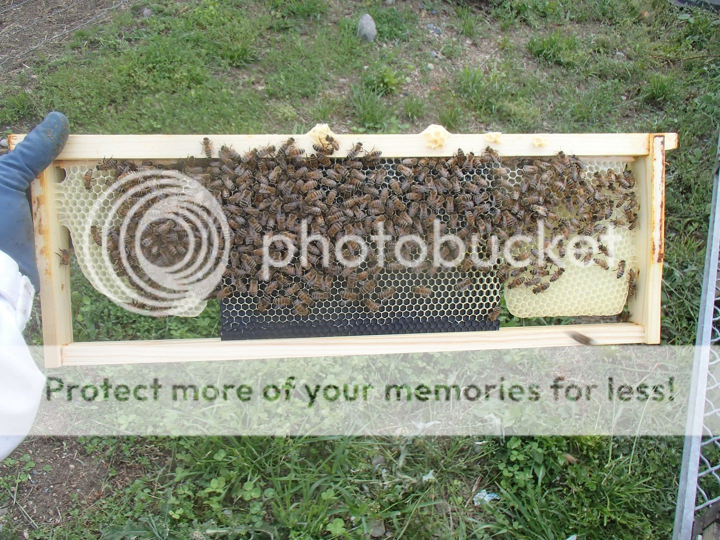 Foundation or not? | Page 2 | Beesource Beekeeping Forums